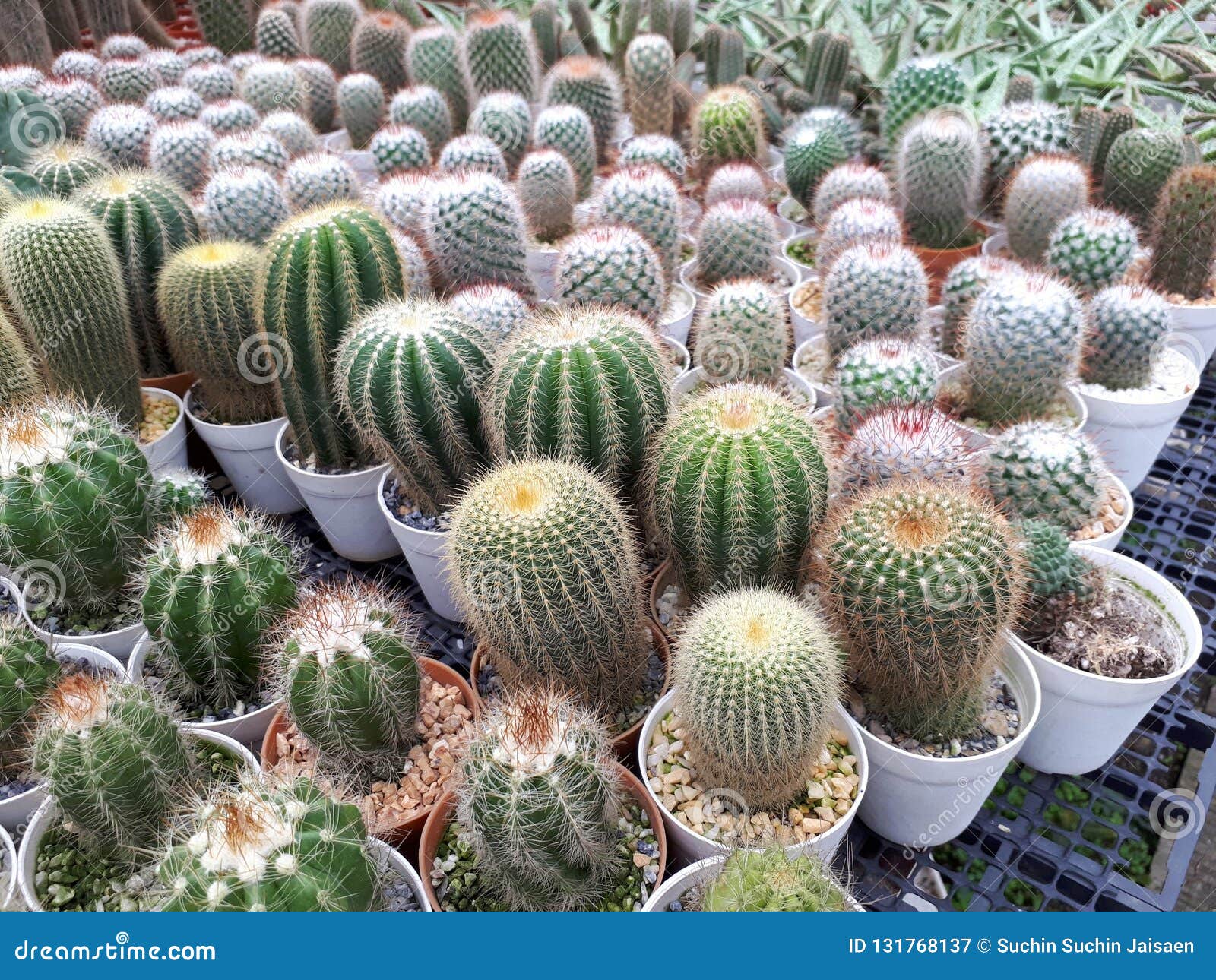 Cactus stock image. Image of varieties, cactus, trunk - 131768137