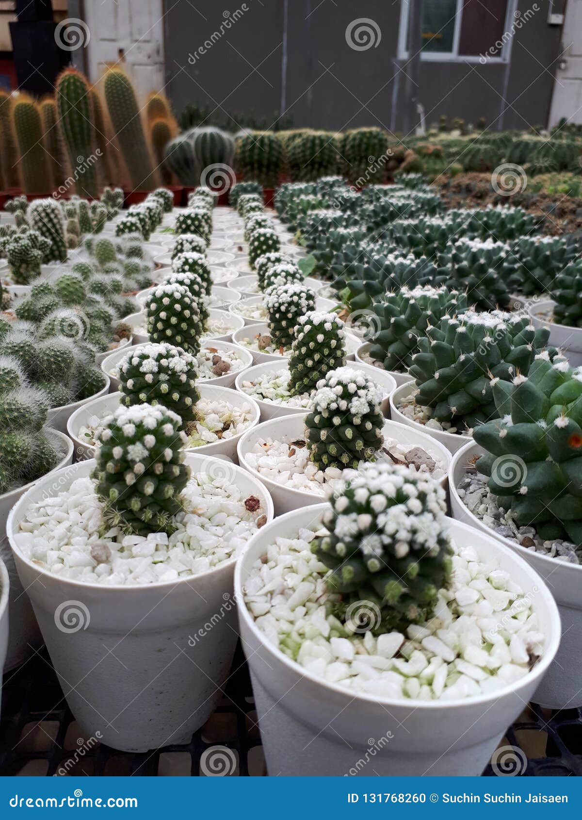 Cactus stock photo. Image of cactus, varieties, thorntree - 131768260