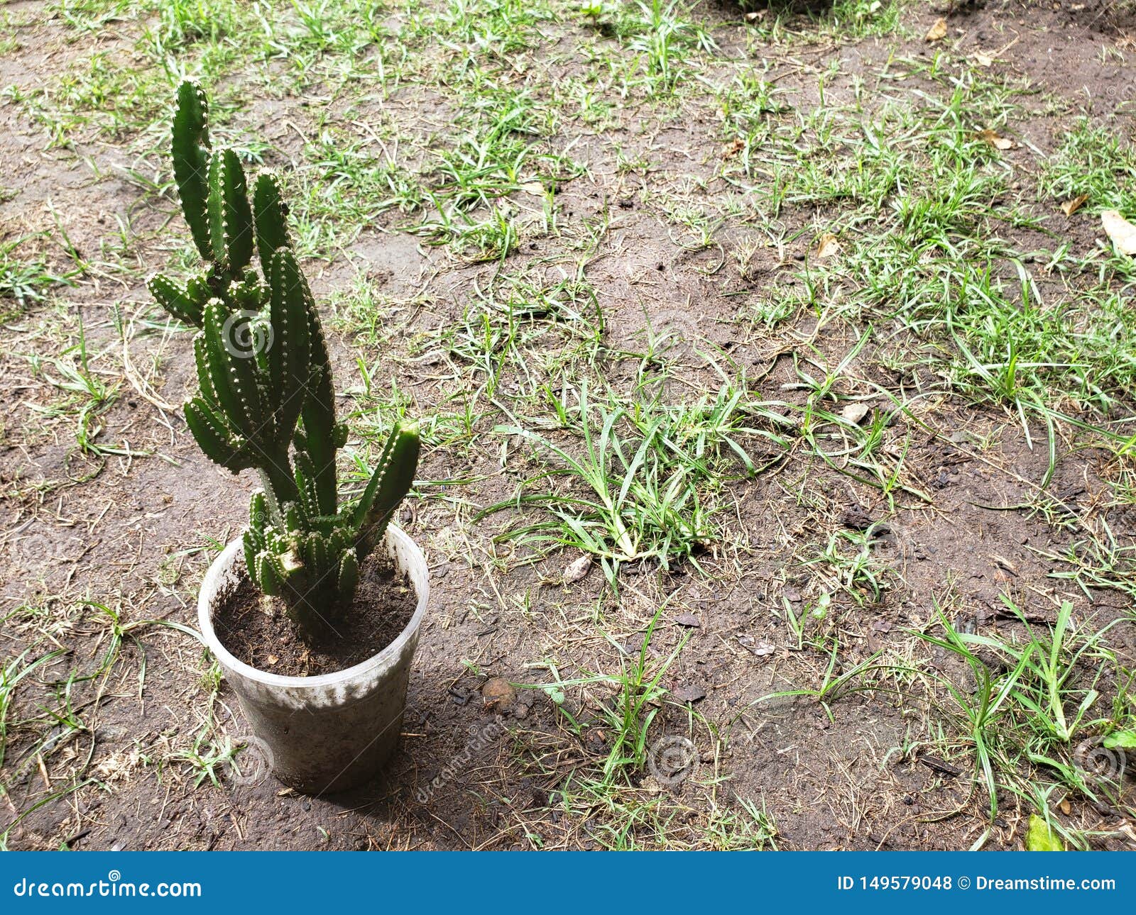 Cactus un garden stock photo. Image of ground, cute - 149579048