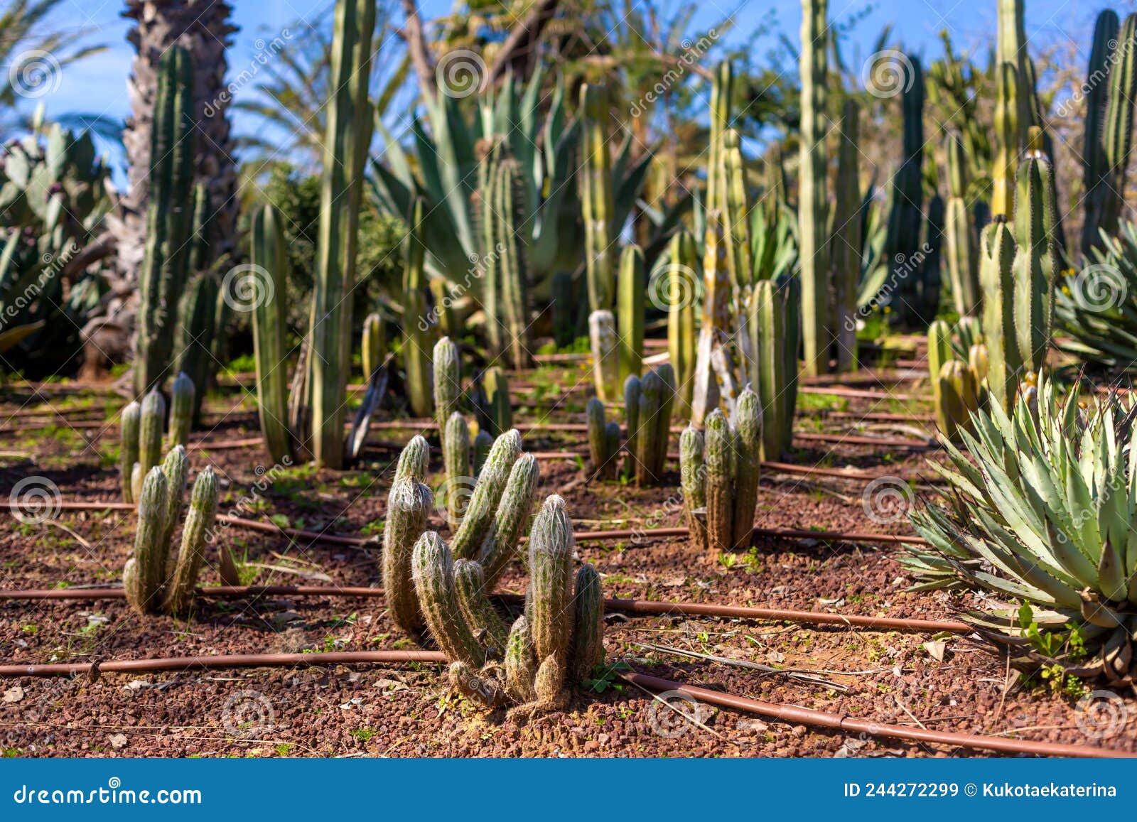 Cactus Valley. Cactus park stock image. Image of desert - 244272299