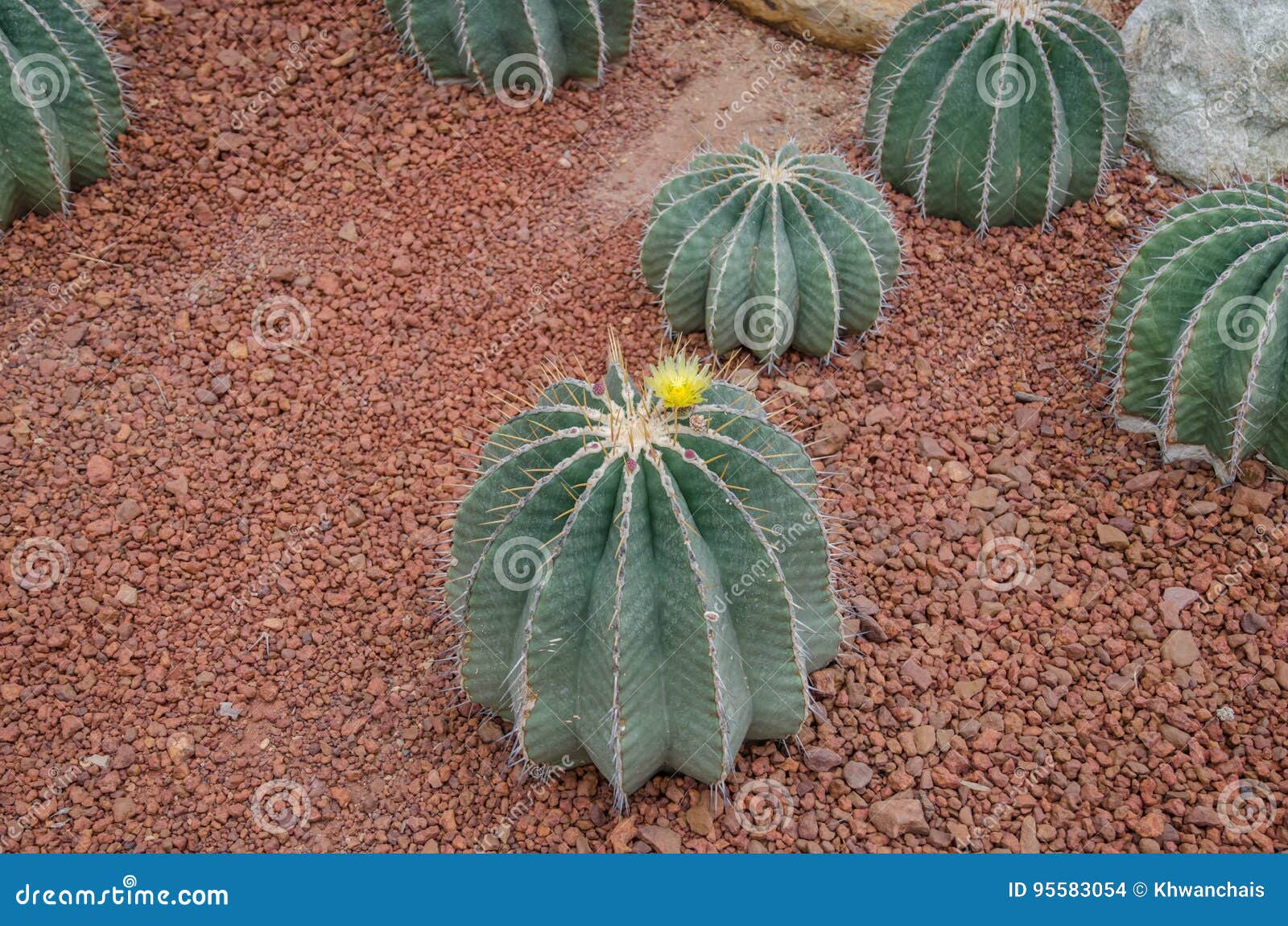 Cactus variety stock photo. Image of nature, agriculture - 95583054