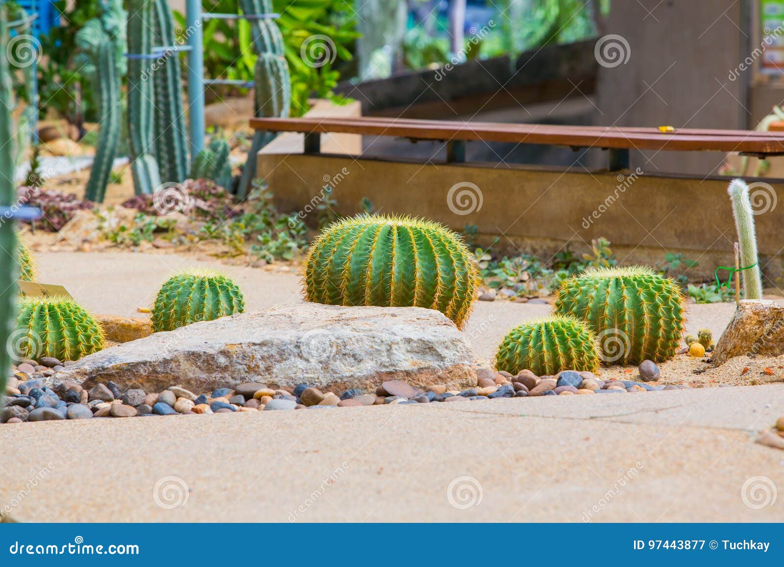 Cactus Variety Show Garden stock image. Image of closeup - 97443877