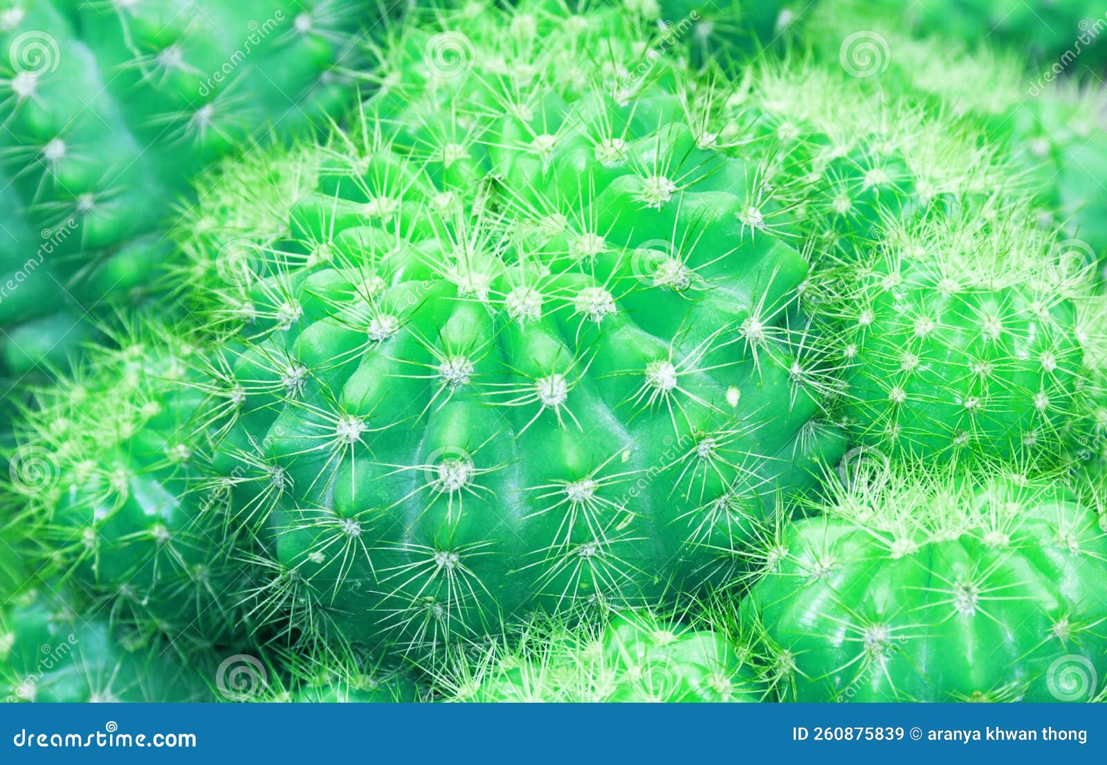 Cactus Verde Con Fondo De Cactus Espina Aguda Imagen de archivo ...