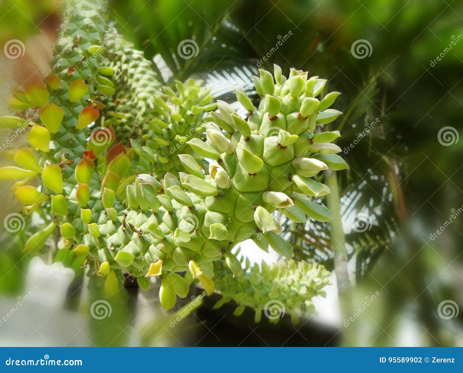 Cactus Verde De La Cola De Rata Foto de archivo - Imagen de follaje ...