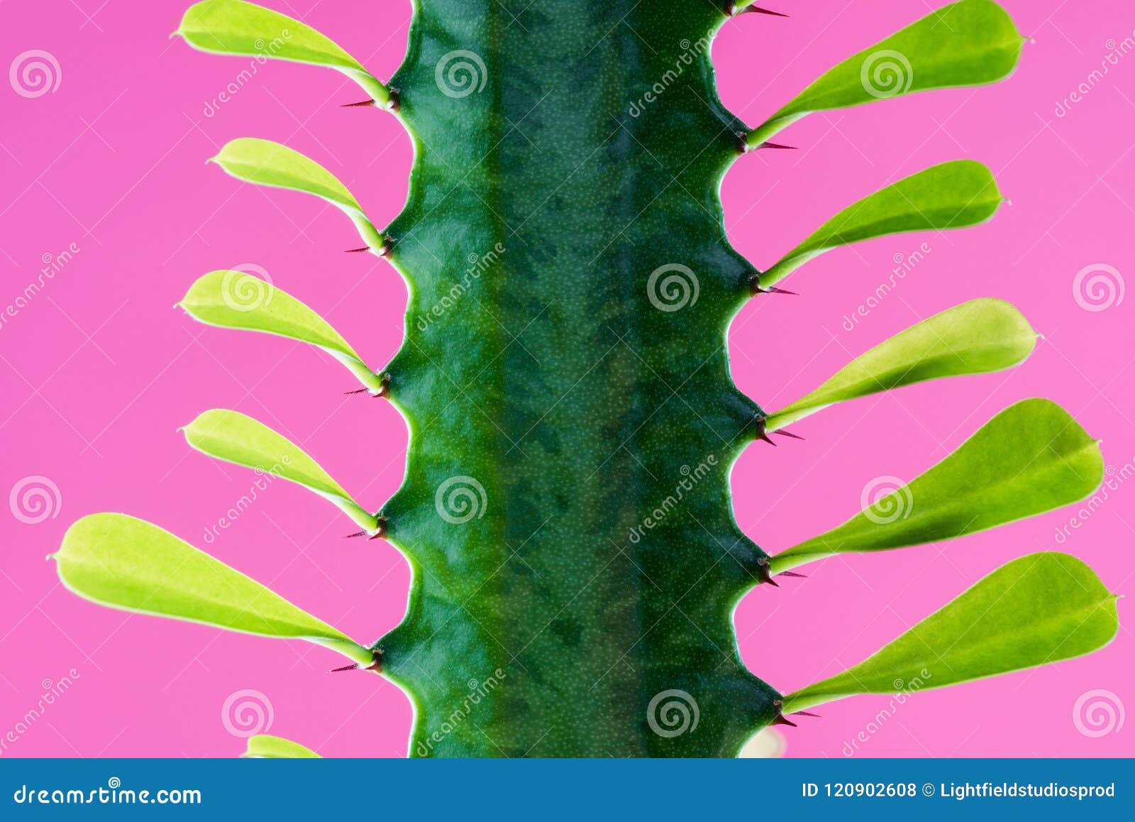 Cactus Verde Hermoso Con Las Espinas Y Las Hojas Foto de archivo - Imagen de sencillo, sostenido ...