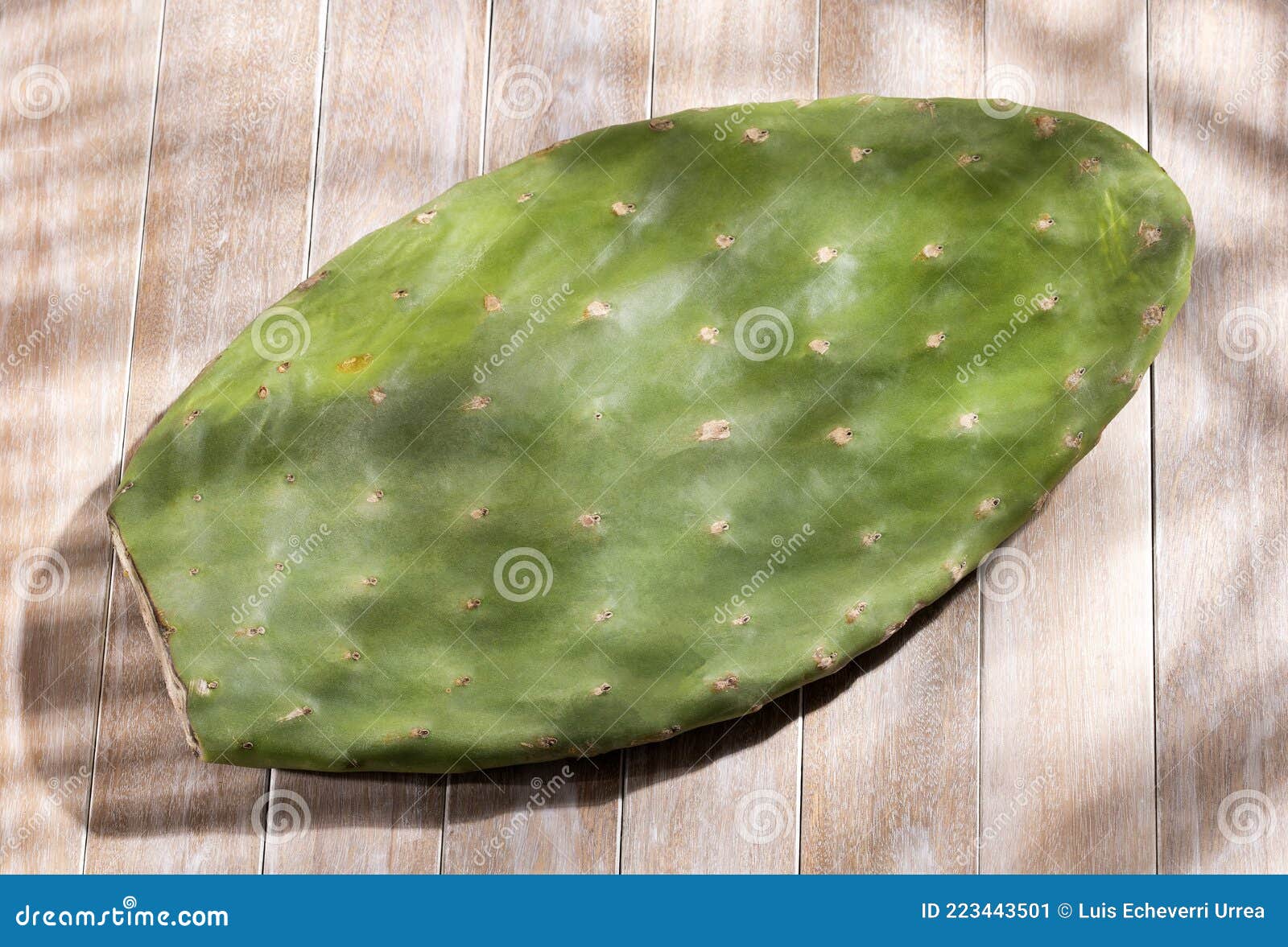 Cactus Verde Hoja Comestible Nopal. Alimento Saludable Imagen de ...