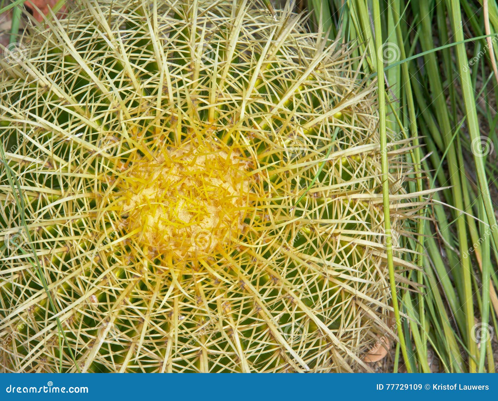 Cactus, view from above stock image. Image of caryophyllales - 77729109