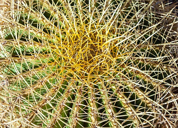 Cactus, View from Above, Close Up Stock Photo - Image of green, cactus ...