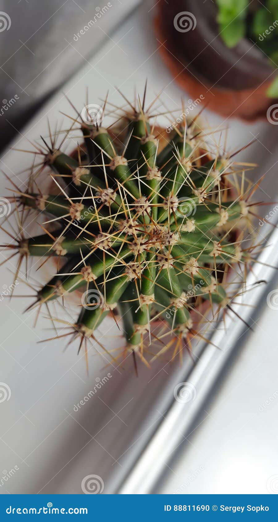 Cactus. the View from the Top Stock Photo - Image of authentic, open ...