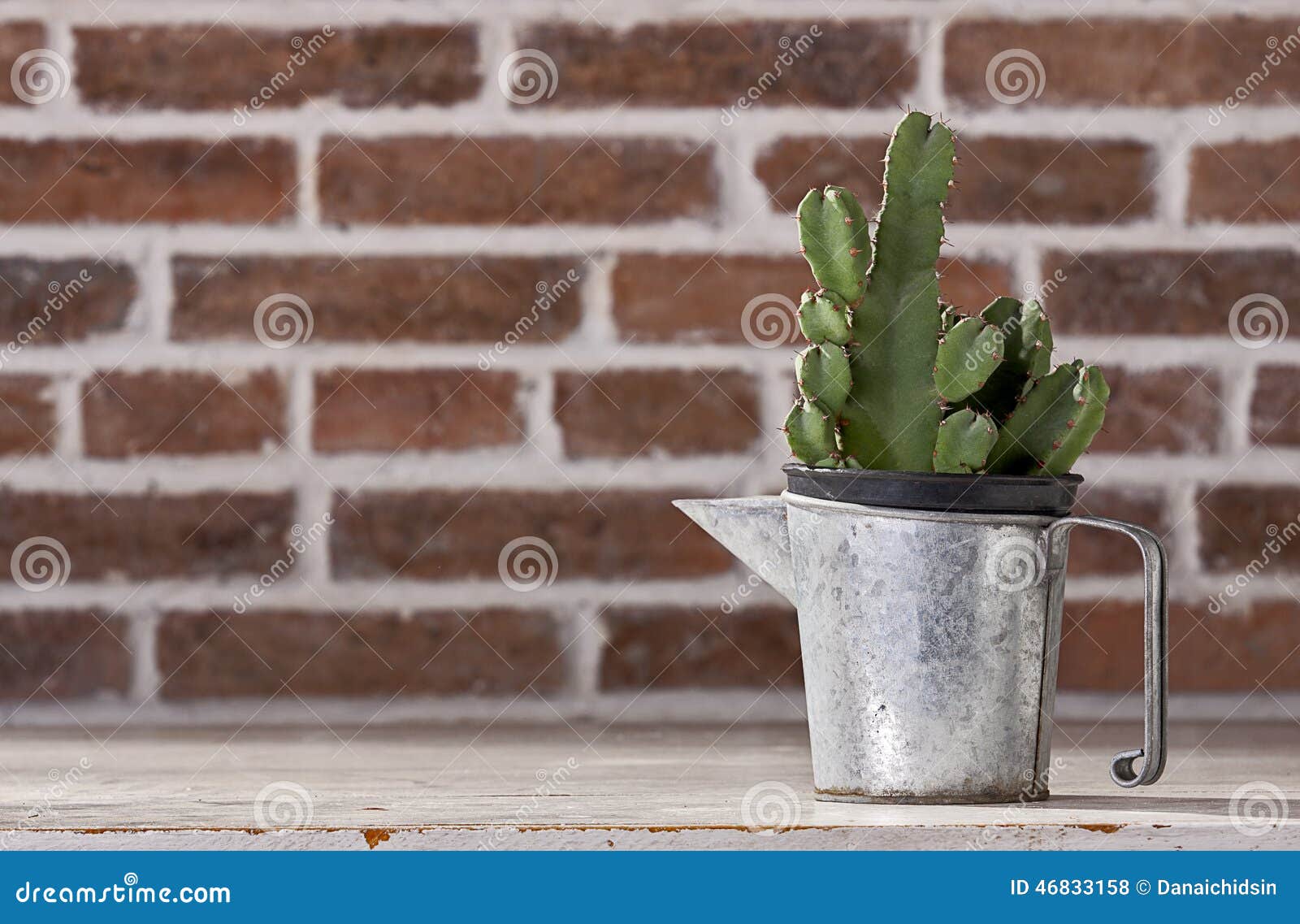 Cactus in Vintage Zinc Pitchers Stock Photo - Image of small, garden ...