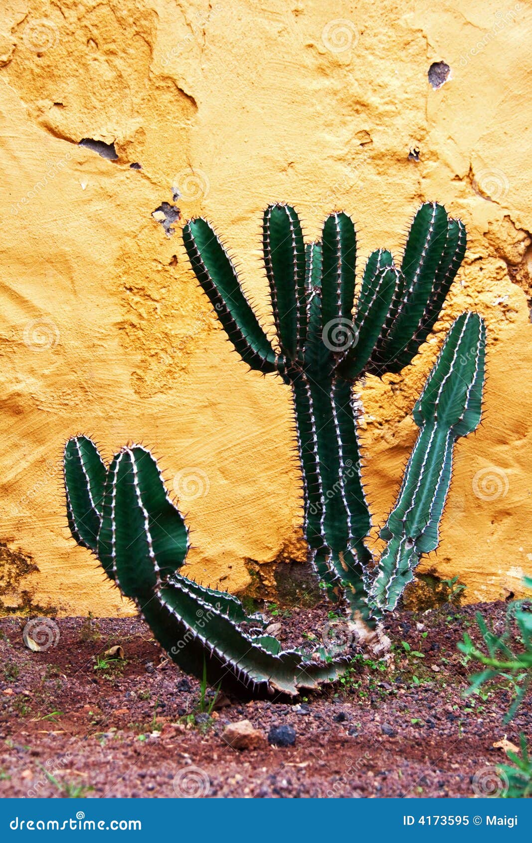 Cactus and wall stock image. Image of shape, outside, building - 4173595