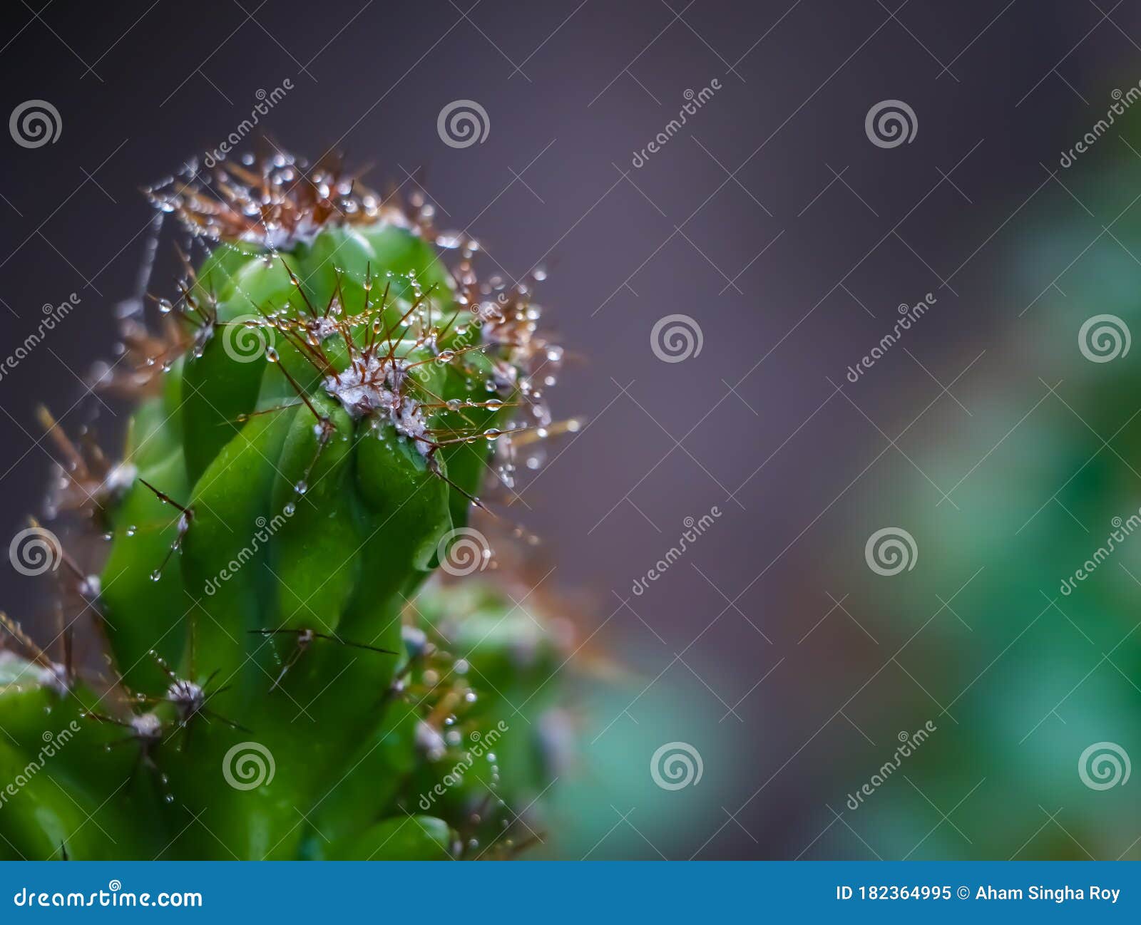Cactus with Water Bubbles on Thorns Free Stock Image Stock Image ...