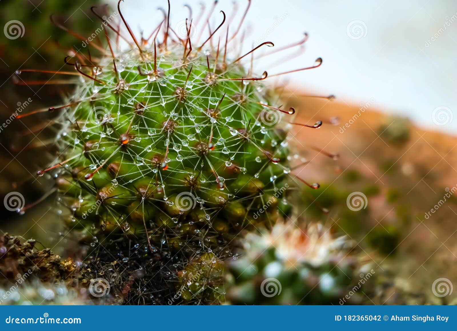 Cactus with Water Bubbles on Thorns Free Stock Image Stock Photo ...