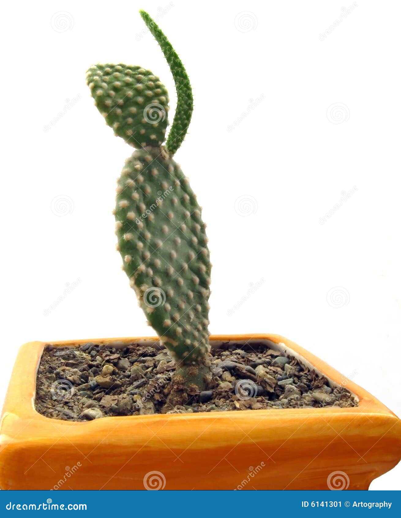 Cactus Waving Stock Image | CartoonDealer.com #6141301