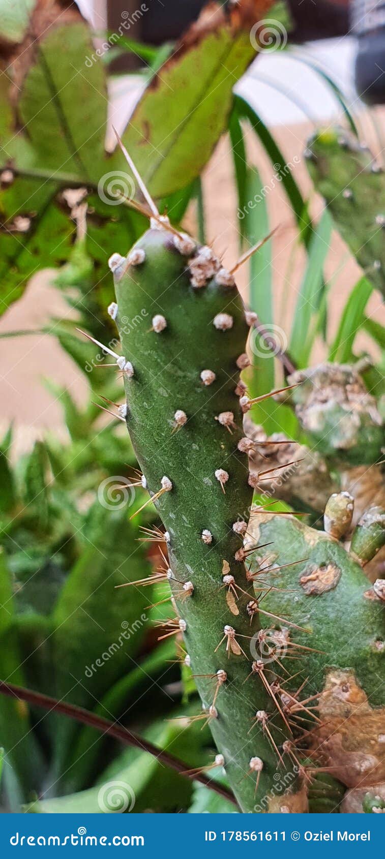 Cactus with thorns stock image. Image of plant, cactus - 178561611