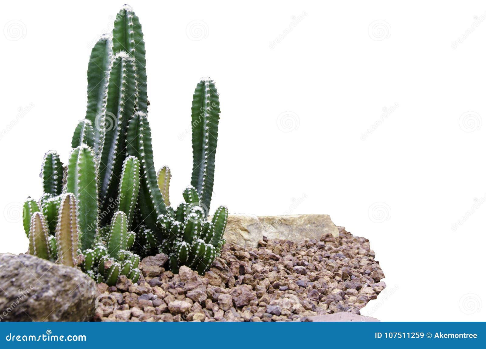 Cactus on White Background Isolated Stock Image - Image of elegance ...