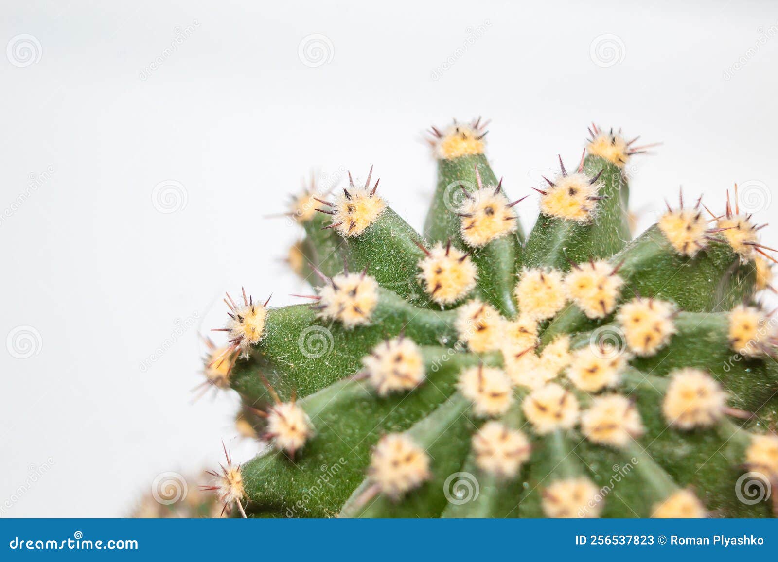 Cactus on a White Background. Prickly Cactus for Design Stock Image ...
