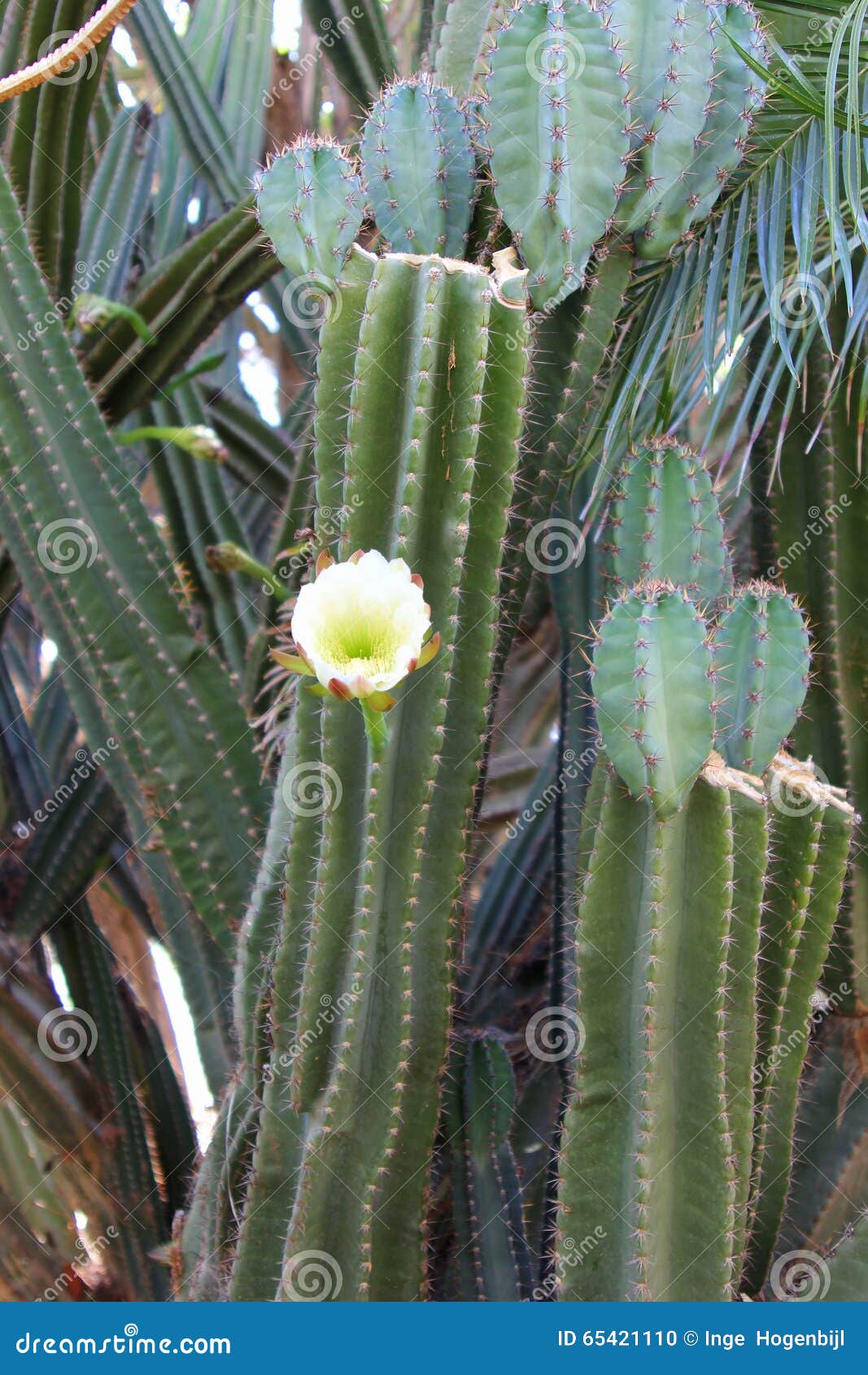 Australian Desert Cactus
