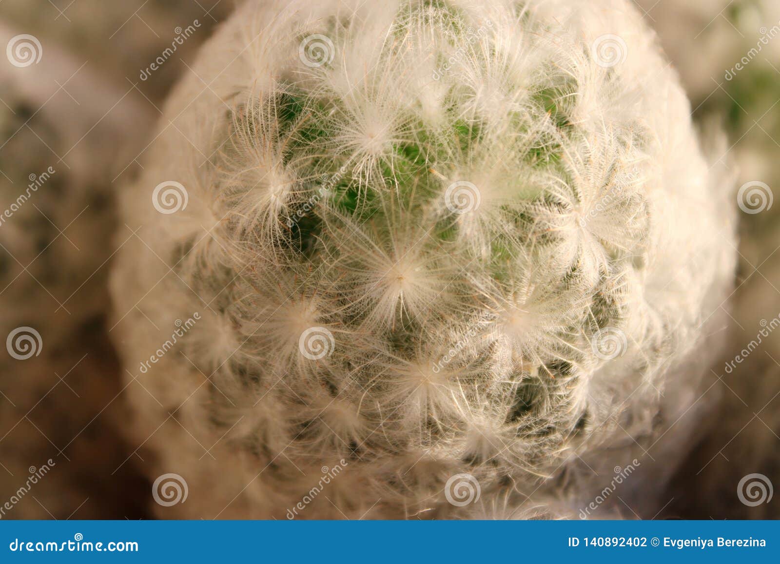Cactus with White Soft Fluffy Needles Stock Photo - Image of cactus ...