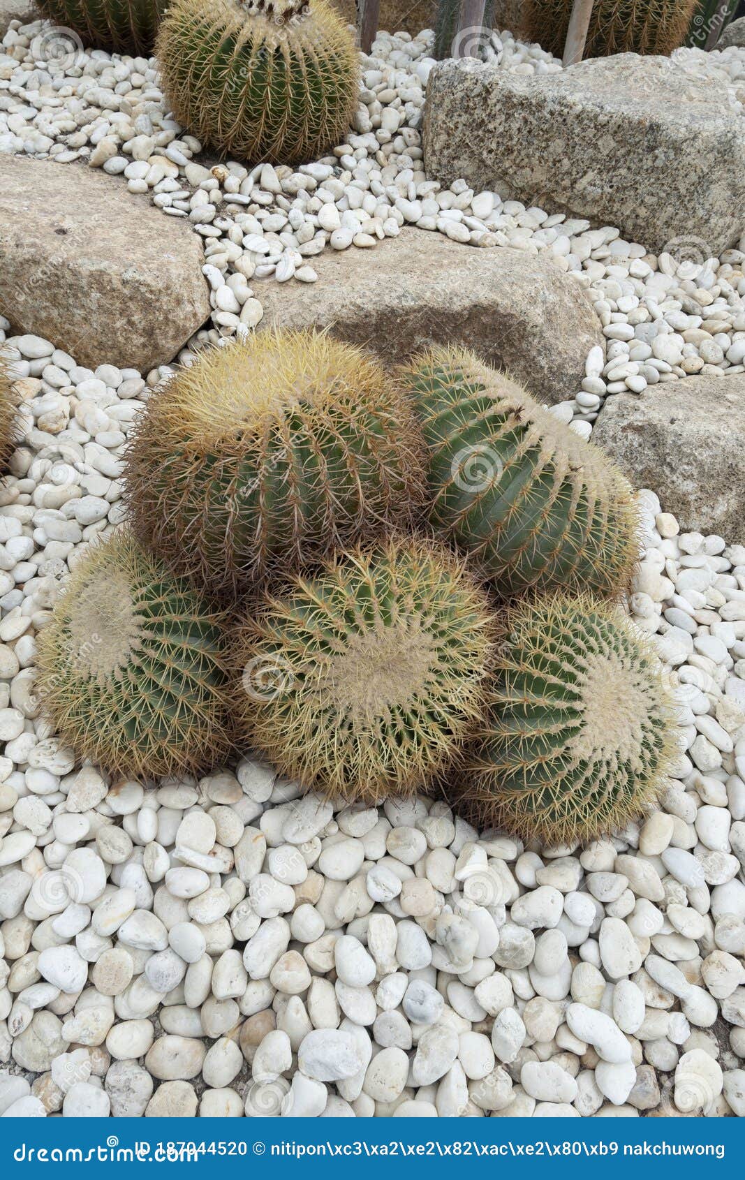 Cactus on a white stone stock photo. Image of garden - 187044520