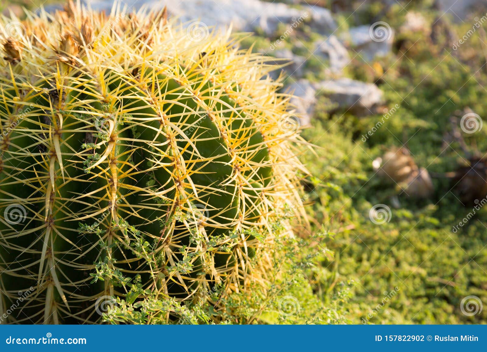 Cactus in the Wild. Different Flowering Cacti Stock Photo - Image of ...
