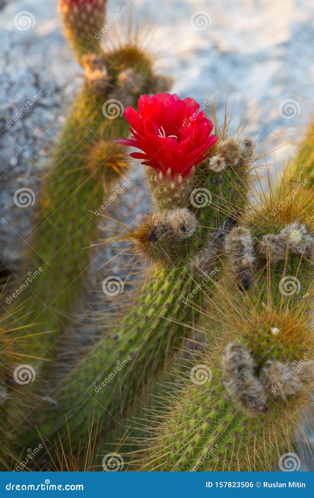 Cactus in the Wild. Different Flowering Cacti Stock Photo - Image of ...