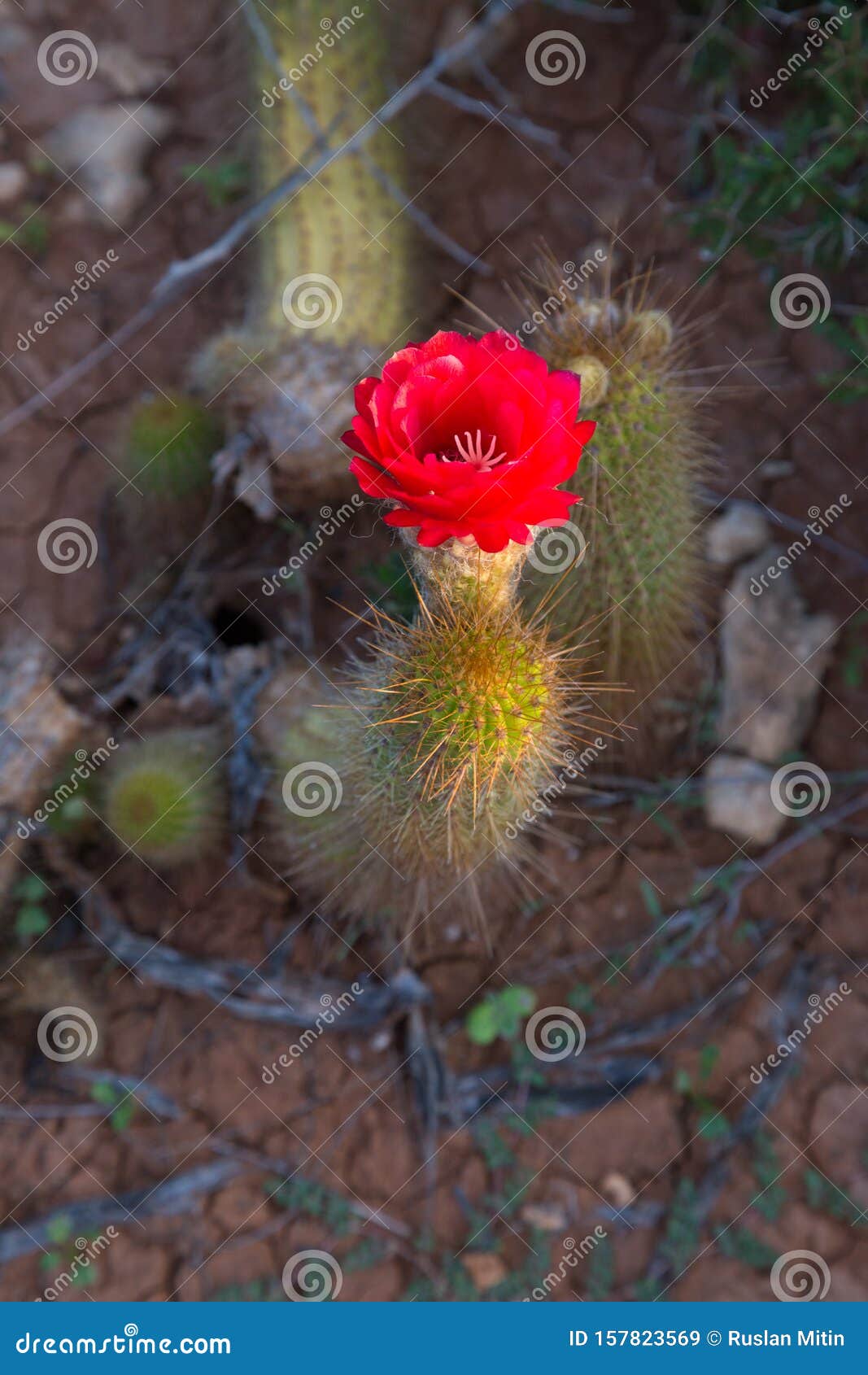 Cactus in the Wild. Different Flowering Cacti Stock Image - Image of ...