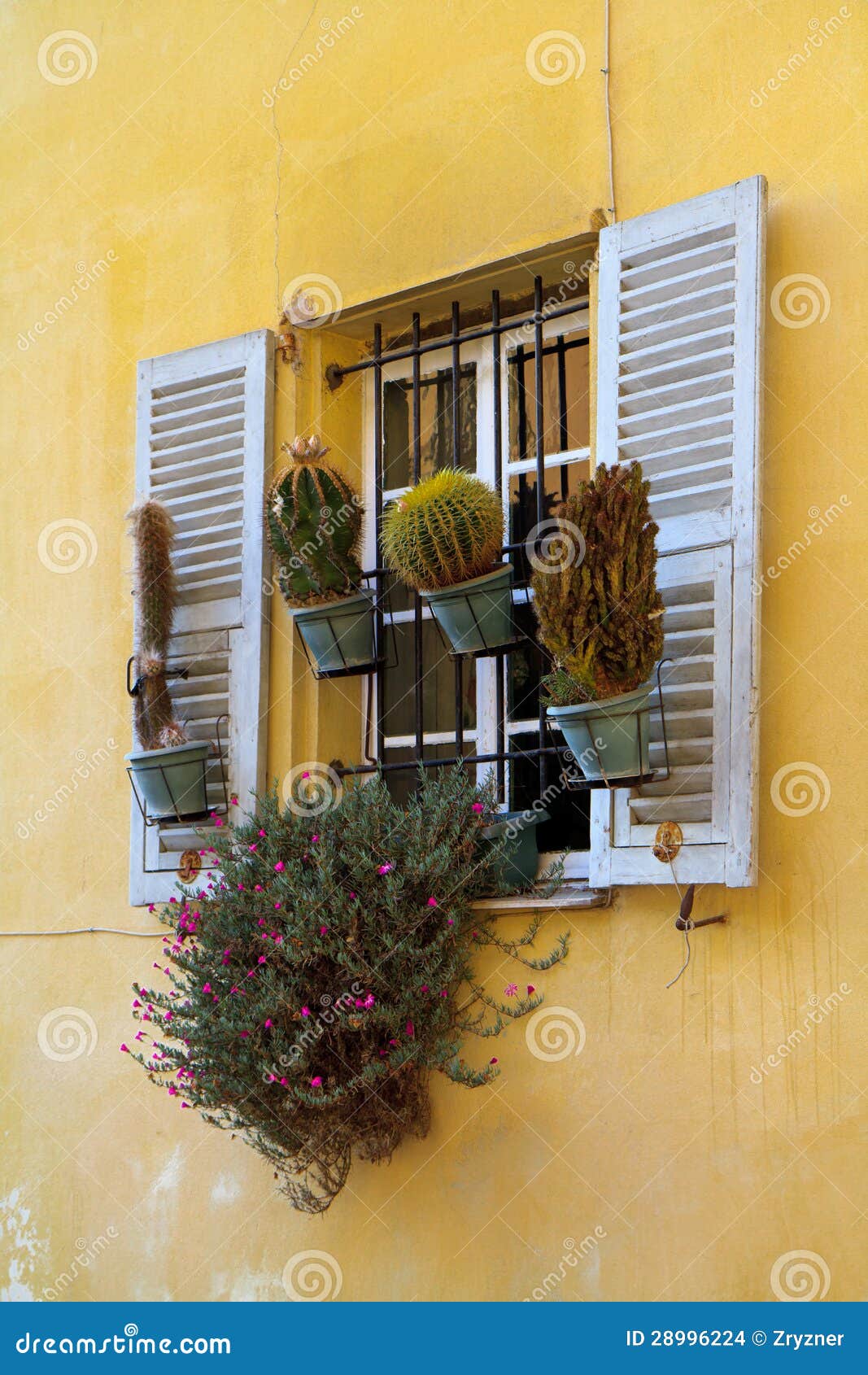 Cactus Window stock photo. Image of decorative, natural - 28996224