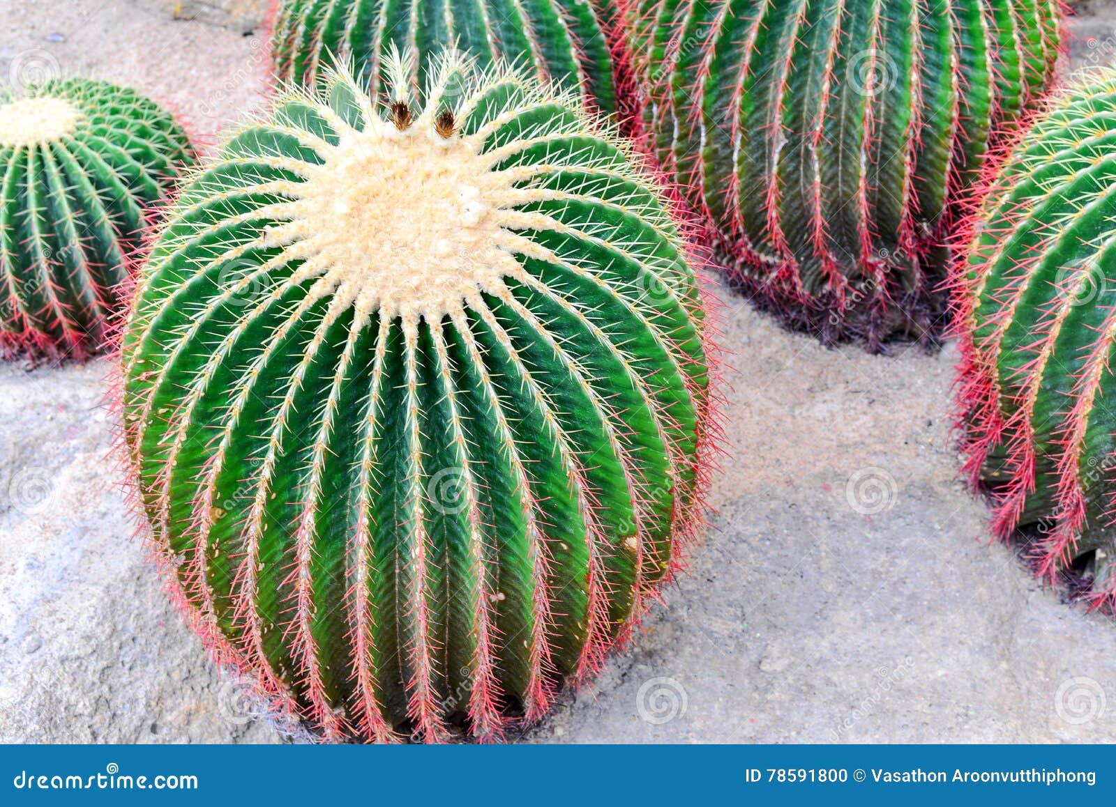 Cactus in woestijn stock foto. Image of achtergrond, mooi - 78591800