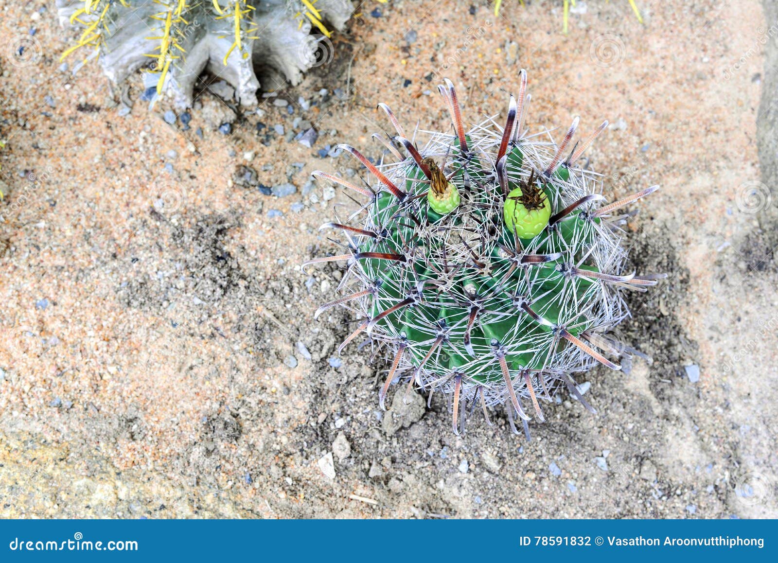 Cactus in woestijn stock foto. Image of kleur, groen - 78591832