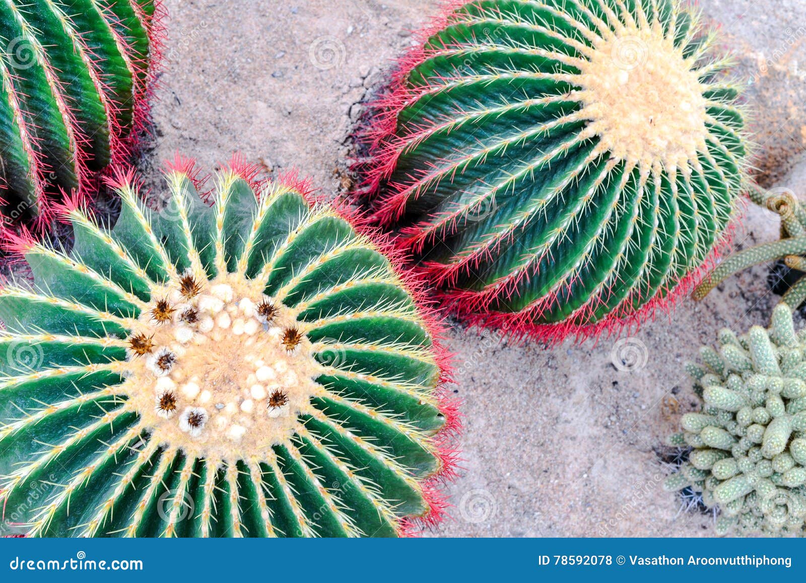 Cactus in woestijn stock foto. Image of plantkunde, tuin - 78592078