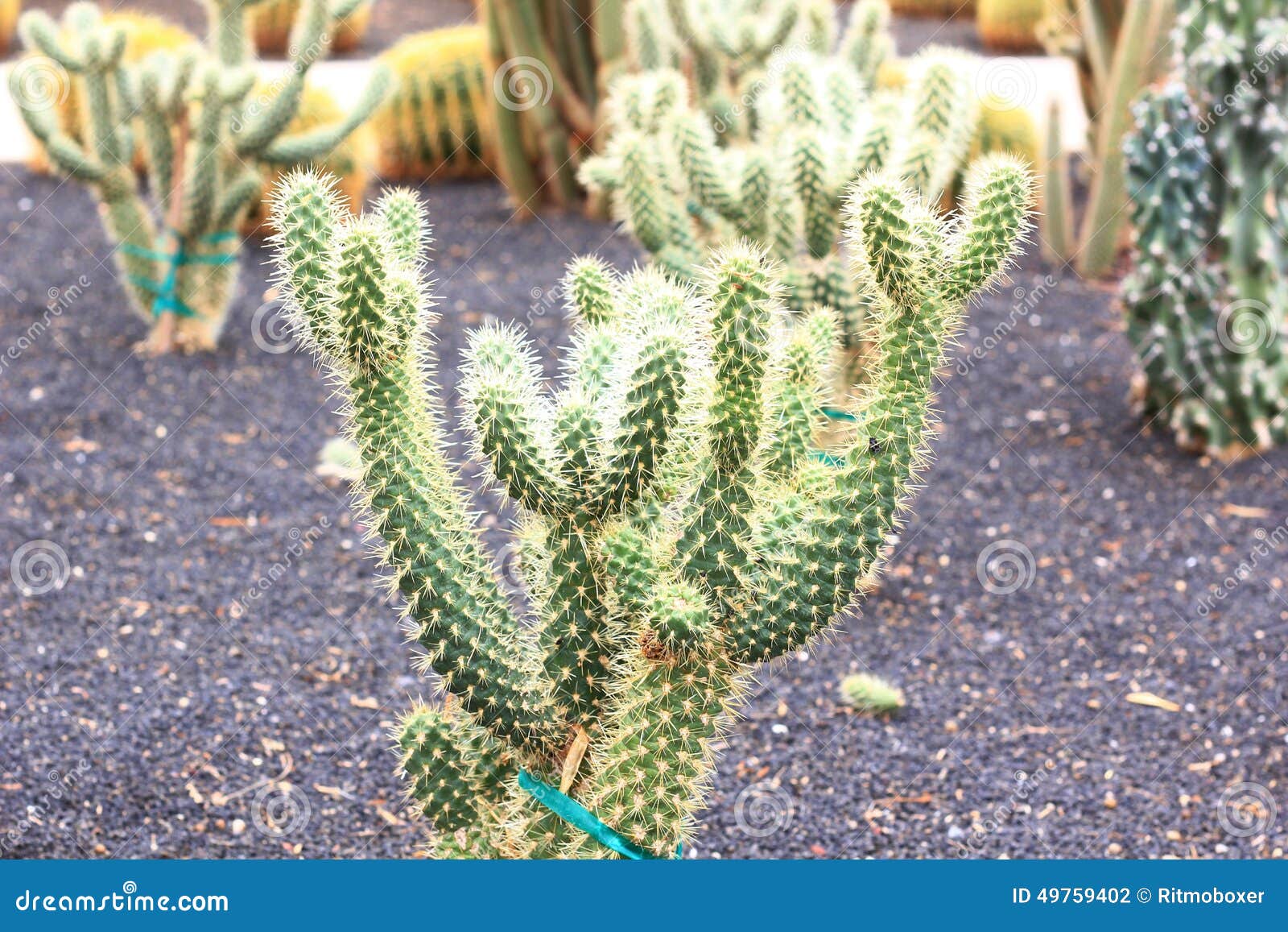 Cactus in Woestijn Het Modelleren Stock Foto - Image of installatie ...