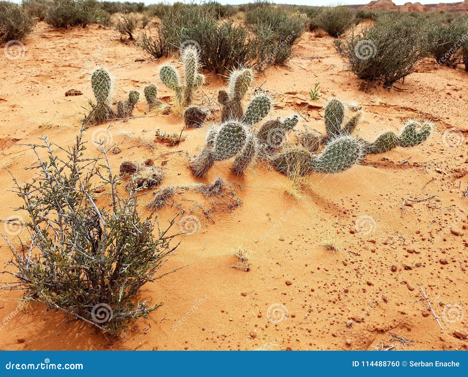 Cactus in Woestijn, Navajo, Arizona Stock Foto - Image of nazi ...