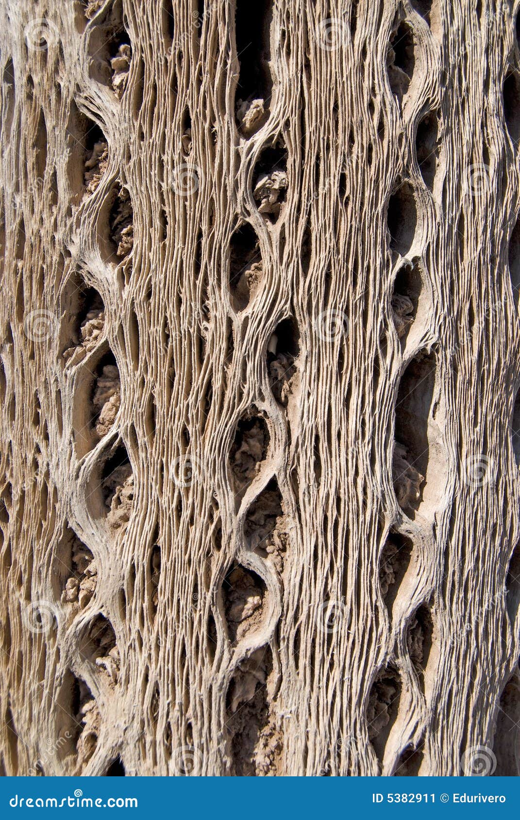 Cactus Wood Texture stock image. Image of west, nature - 5382911