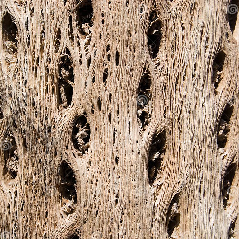 Cactus Wood Texture stock photo. Image of background, north - 5455568