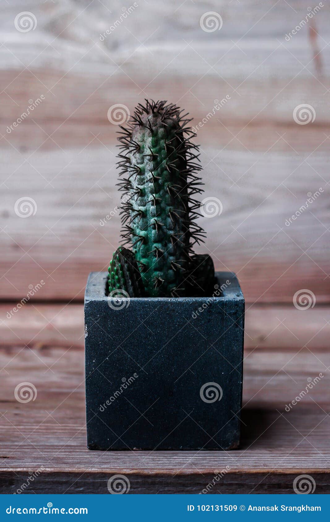 Cactus on Wood Texture Background Stock Image - Image of growth, design ...