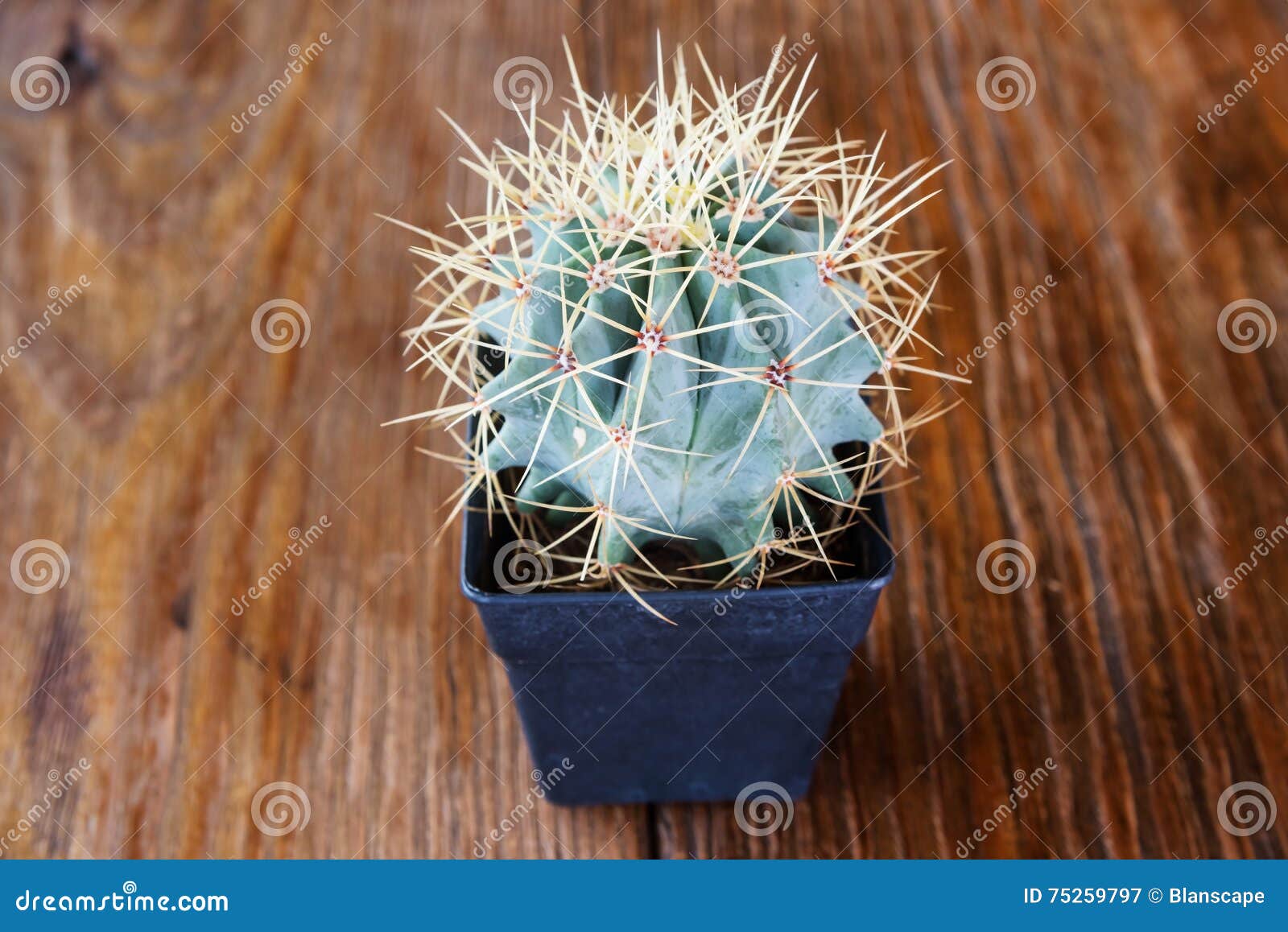 Cactus on wooden table stock image. Image of design, cactus - 75259797