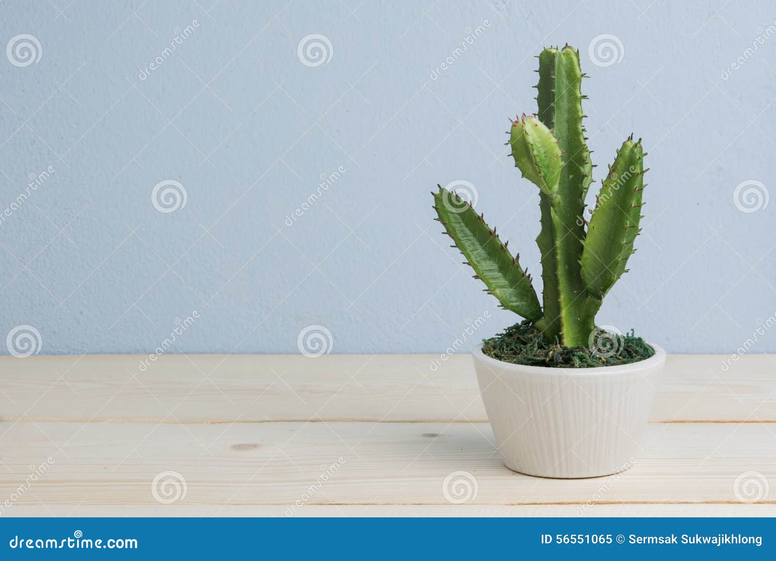 Cactus on wooden table stock image. Image of flower, green - 56551065