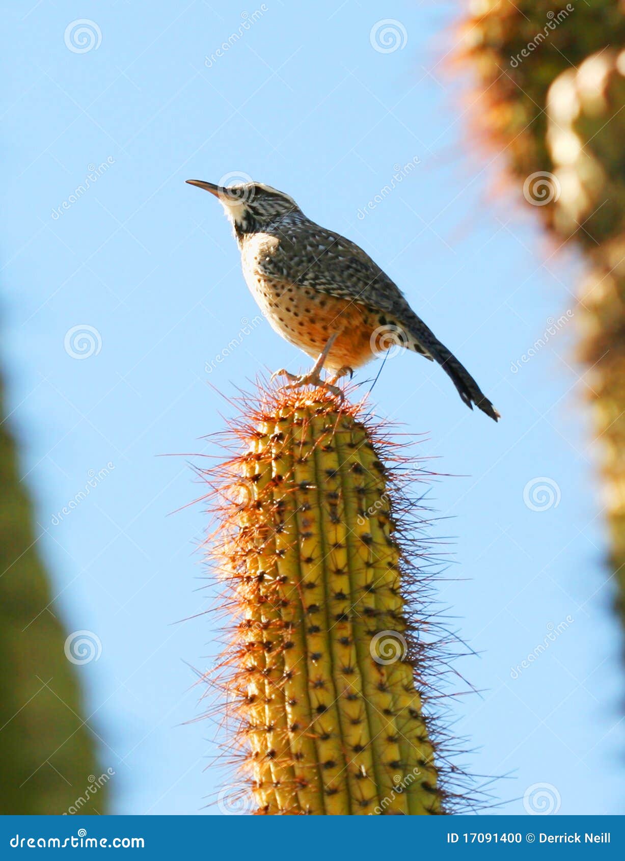 A Cactus Wren stock photo. Image of bird, cactus, feathers - 17091400