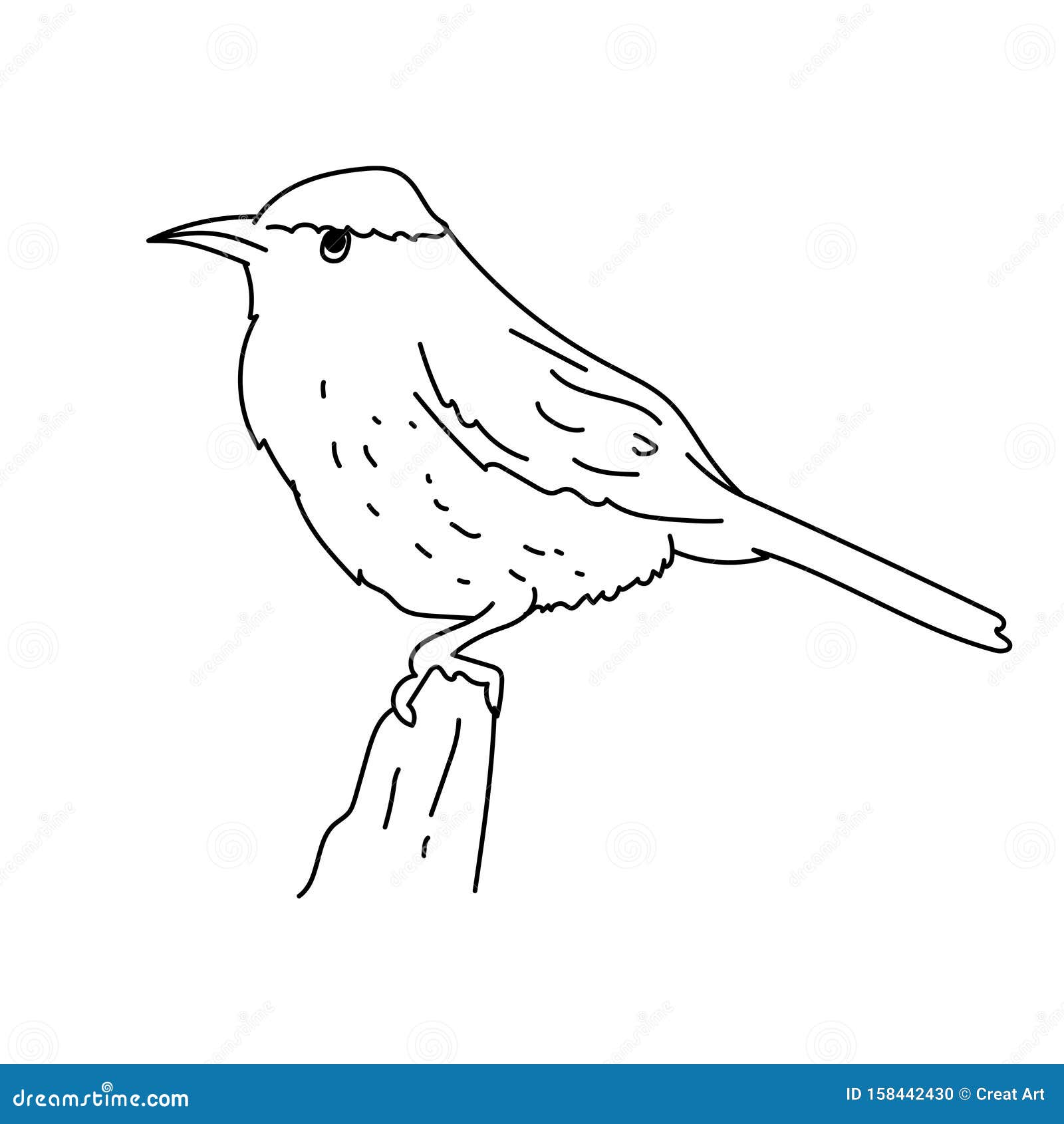 Cactus Wren Drawing