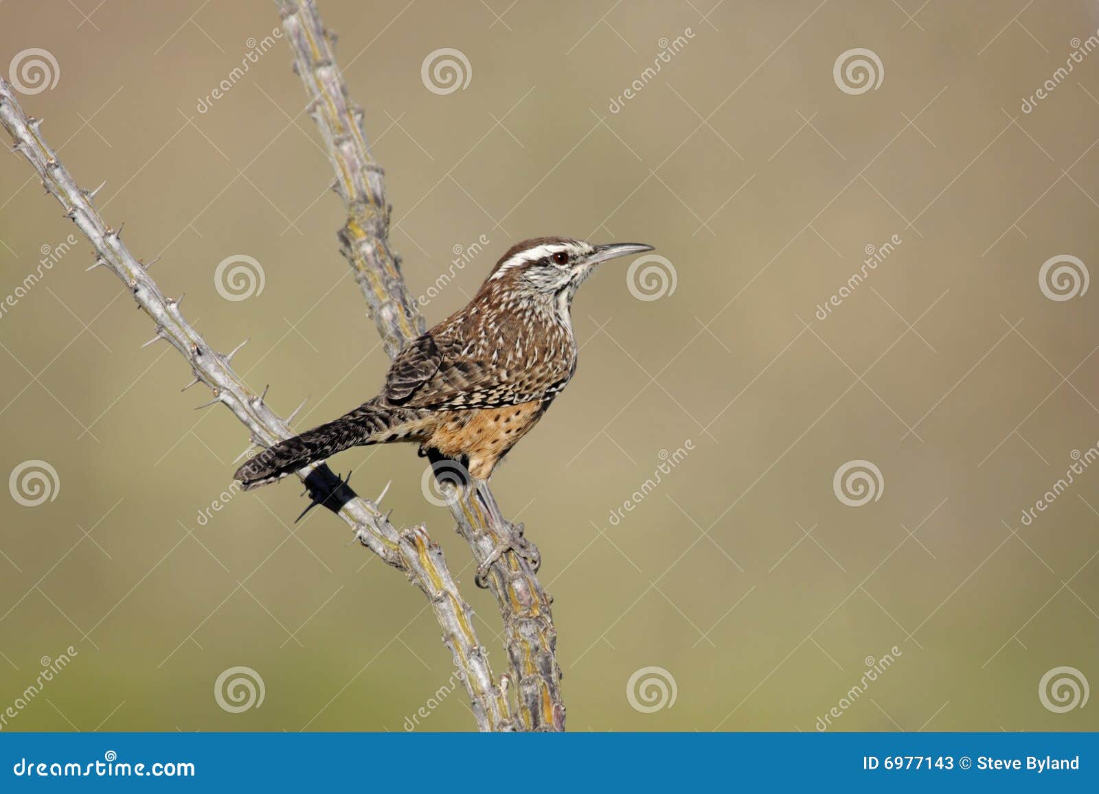 Cactus Wren Royalty-Free Stock Image | CartoonDealer.com #19278274