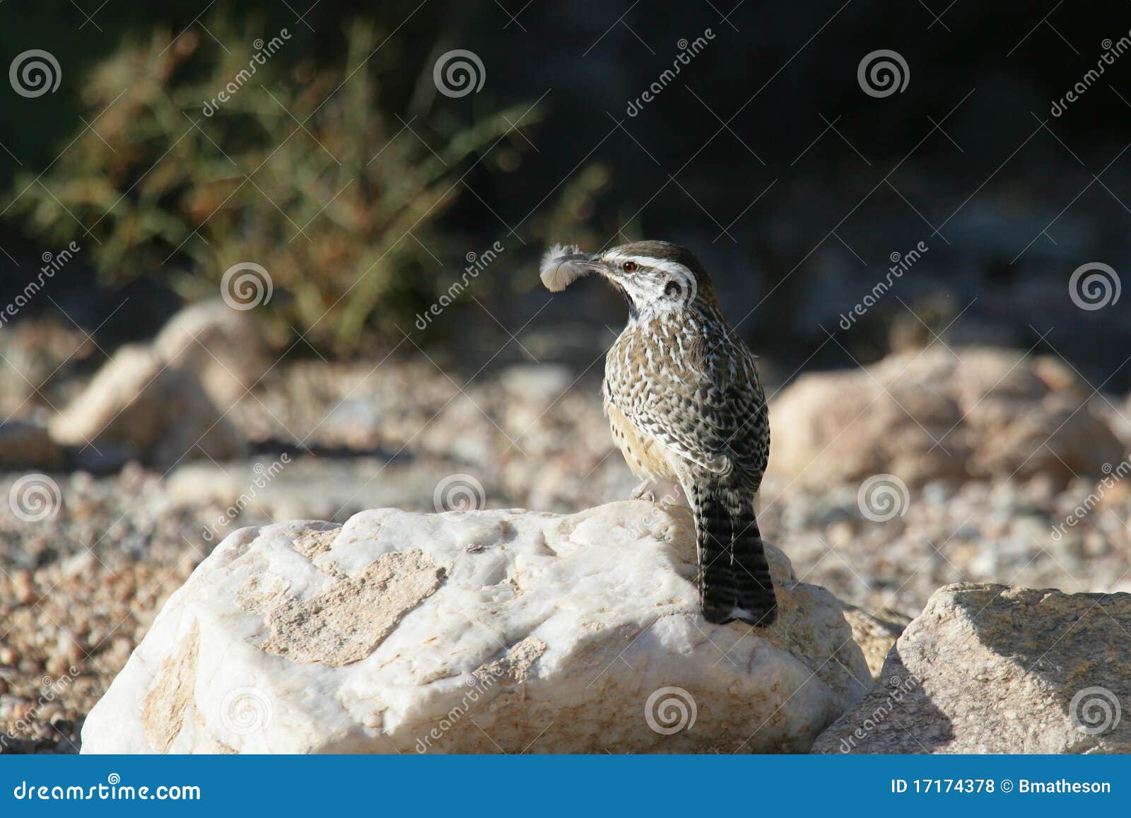 Cactus Wren with feather stock photo. Image of birds - 17174378
