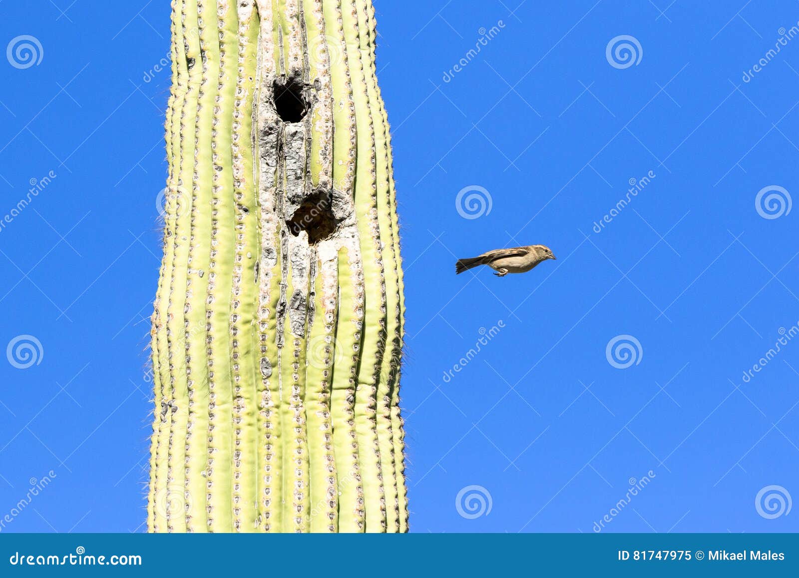 Cactus Wren Flying Out of Cactus Stock Image - Image of alert, forage ...