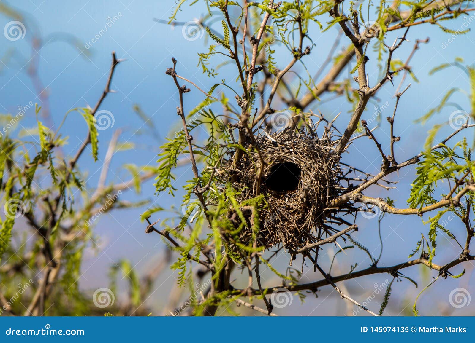 The Nest of a Cactus Wren in Southern Arizona Rests in a Mesquite Tree ...