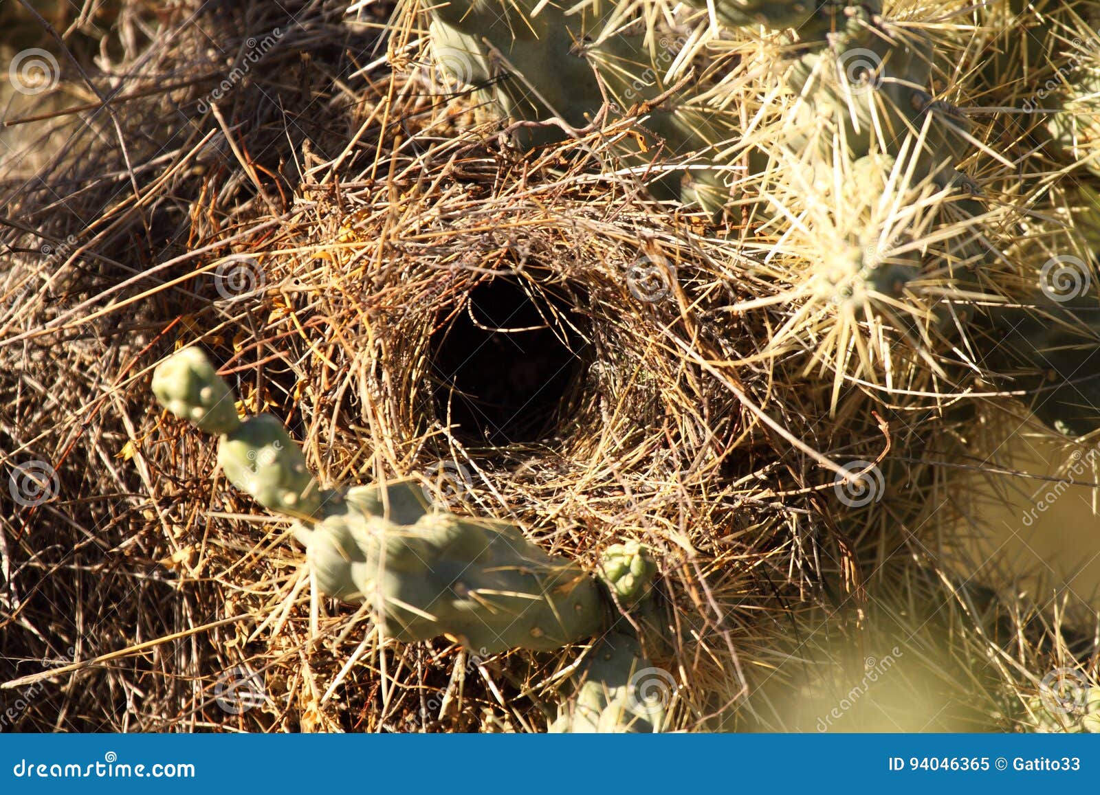 Cactus Wren Nest stock image. Image of bird, autumn, natural - 94046365