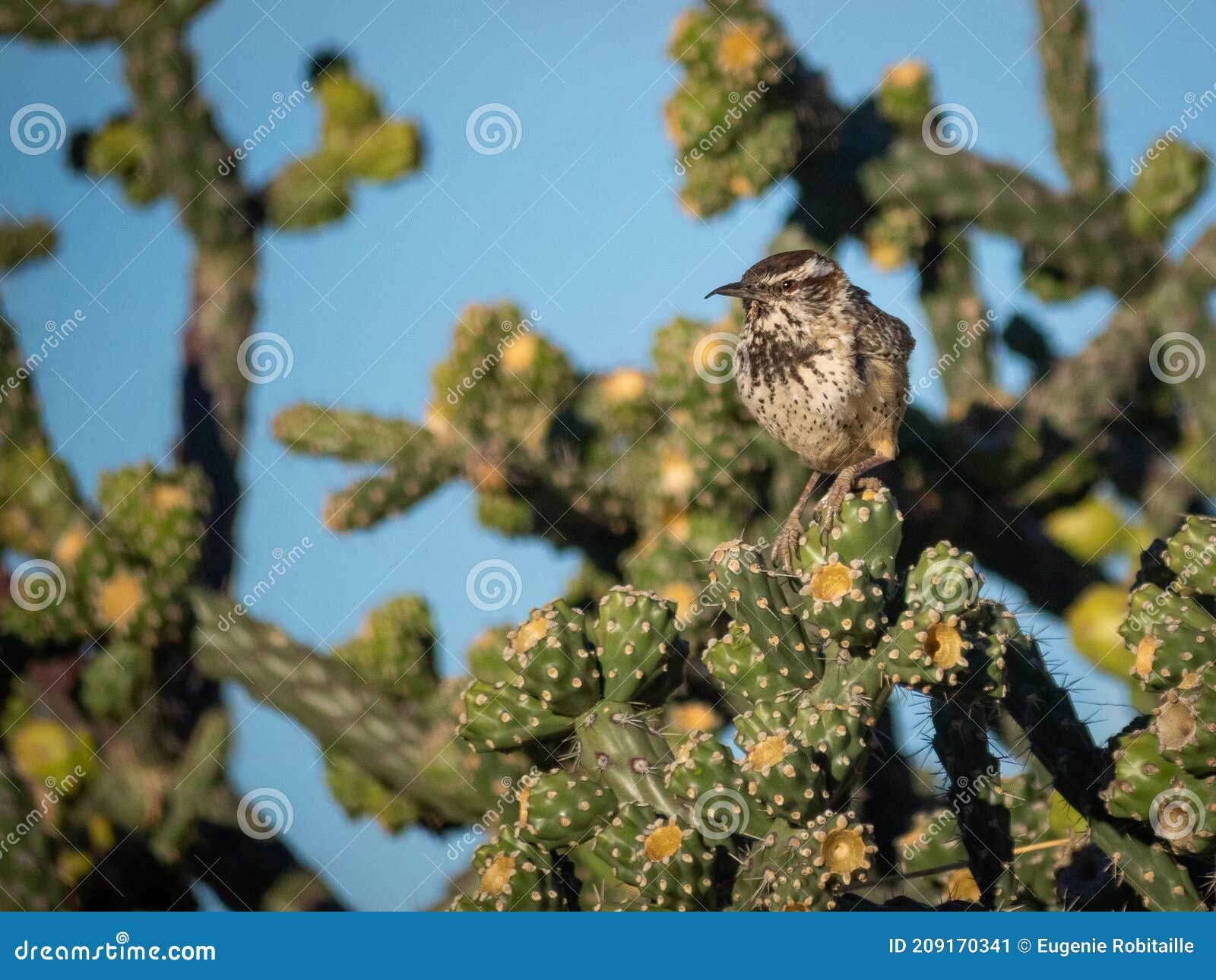 Cactus Wren Preparing it S Nest Stock Image - Image of life, bright ...