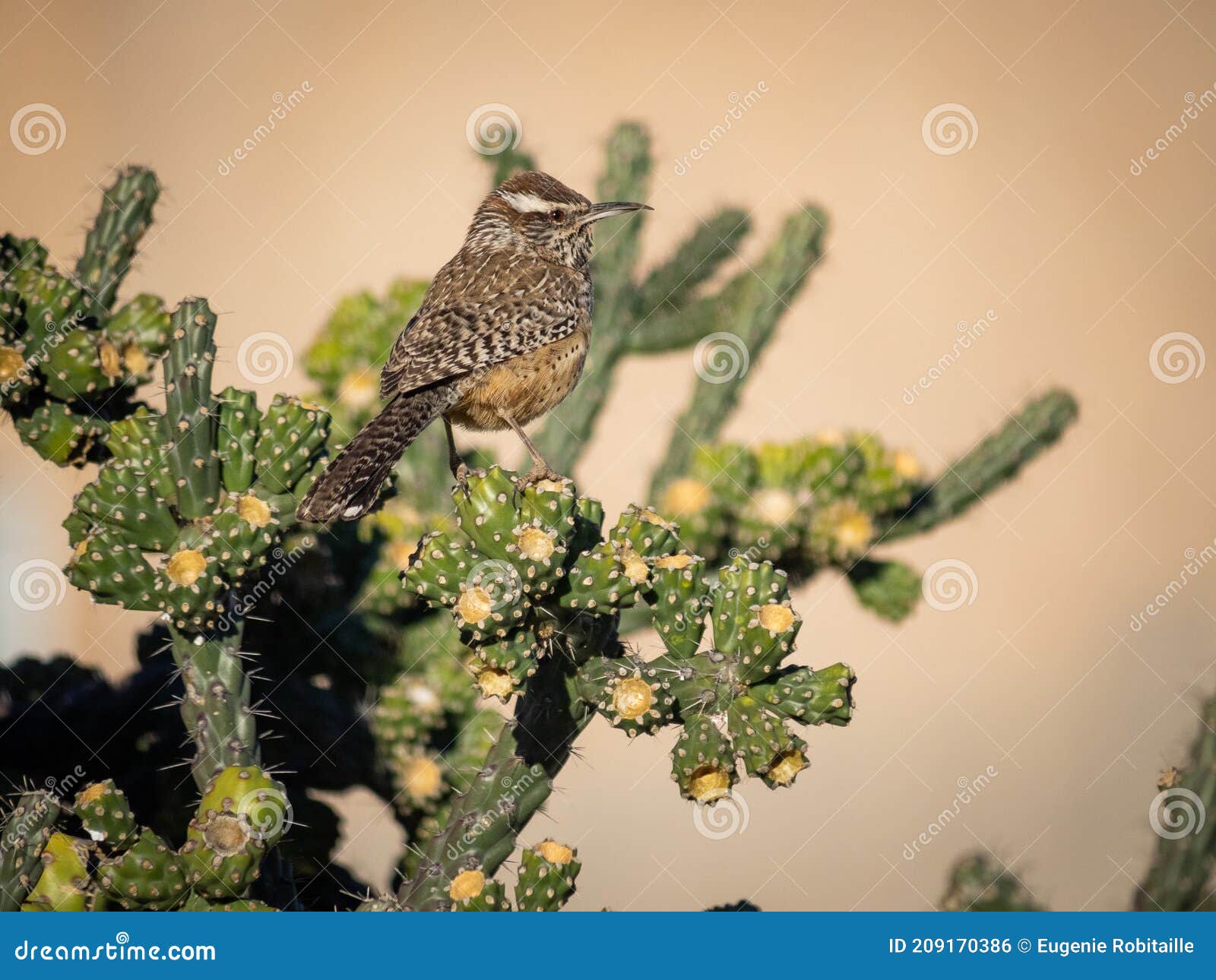 Cactus Wren Preparing it S Nest Stock Photo - Image of cacti, nest ...