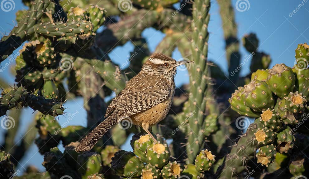 Cactus Wren Preparing it S Nest Stock Image - Image of arizona, hostile ...