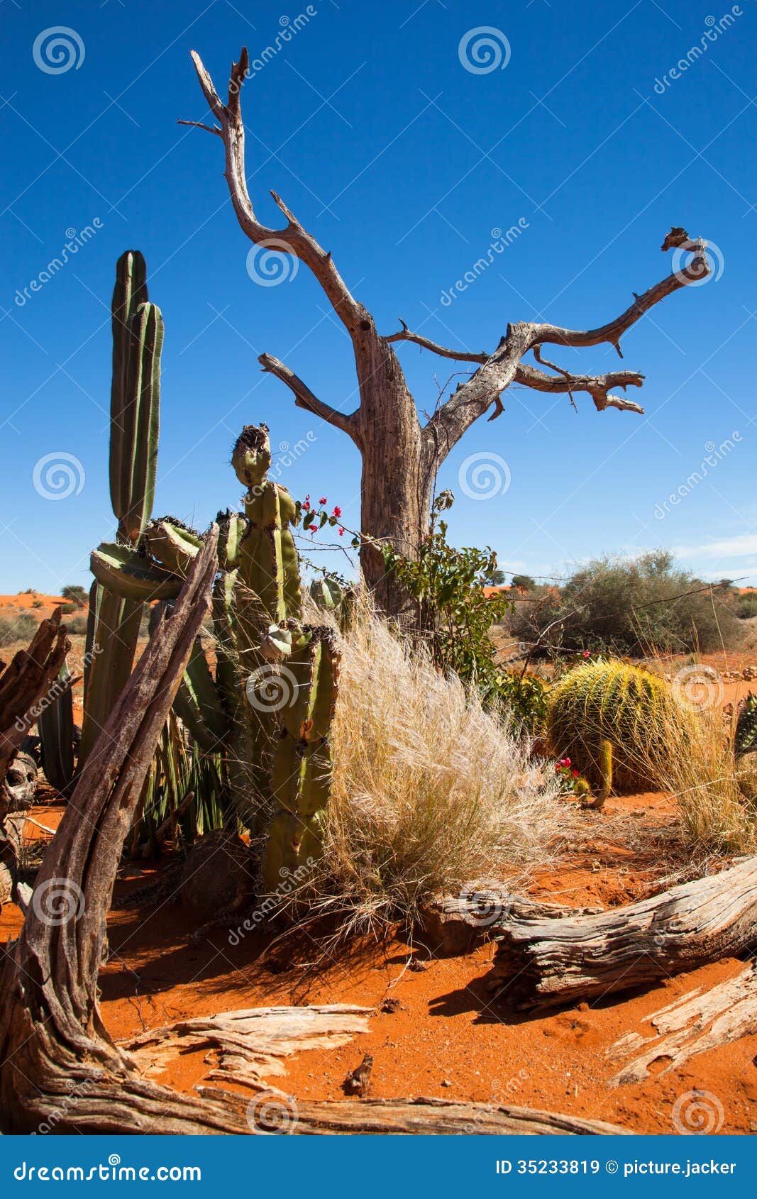 Cactus y árbol muerto imagen de archivo. Imagen de planta - 35233819