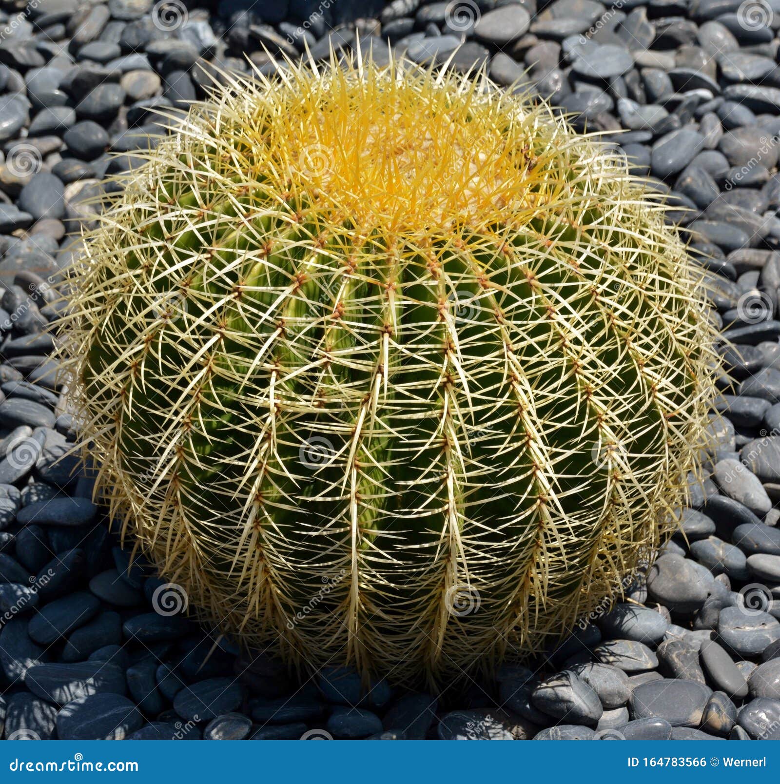 Cactus with yellow spines stock photo. Image of africa - 164783566